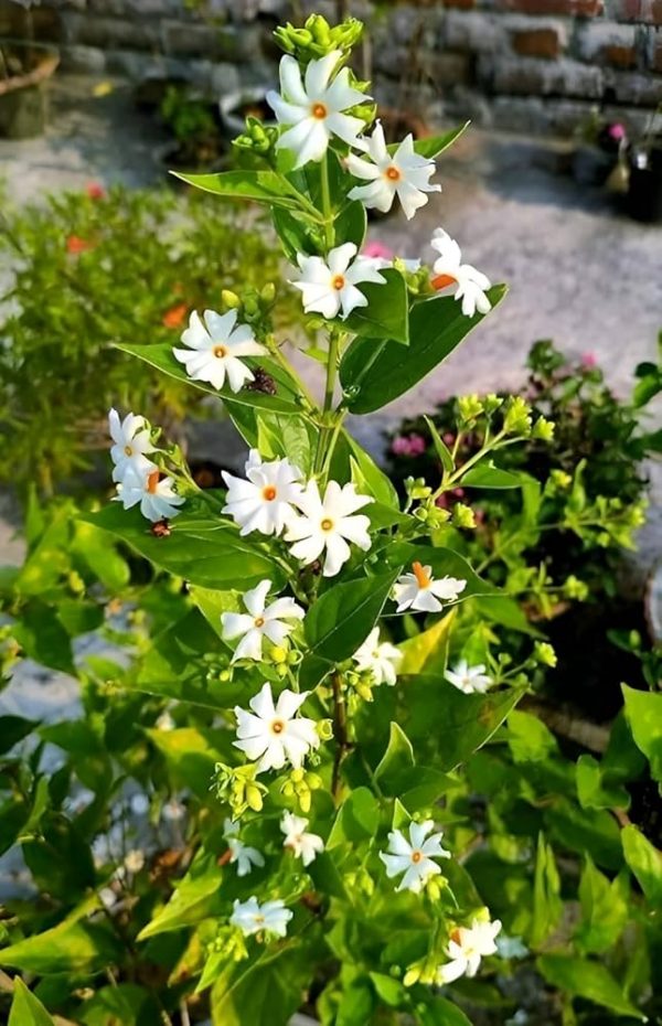 Parijat Plant in Vastu Shastra - YF Decor